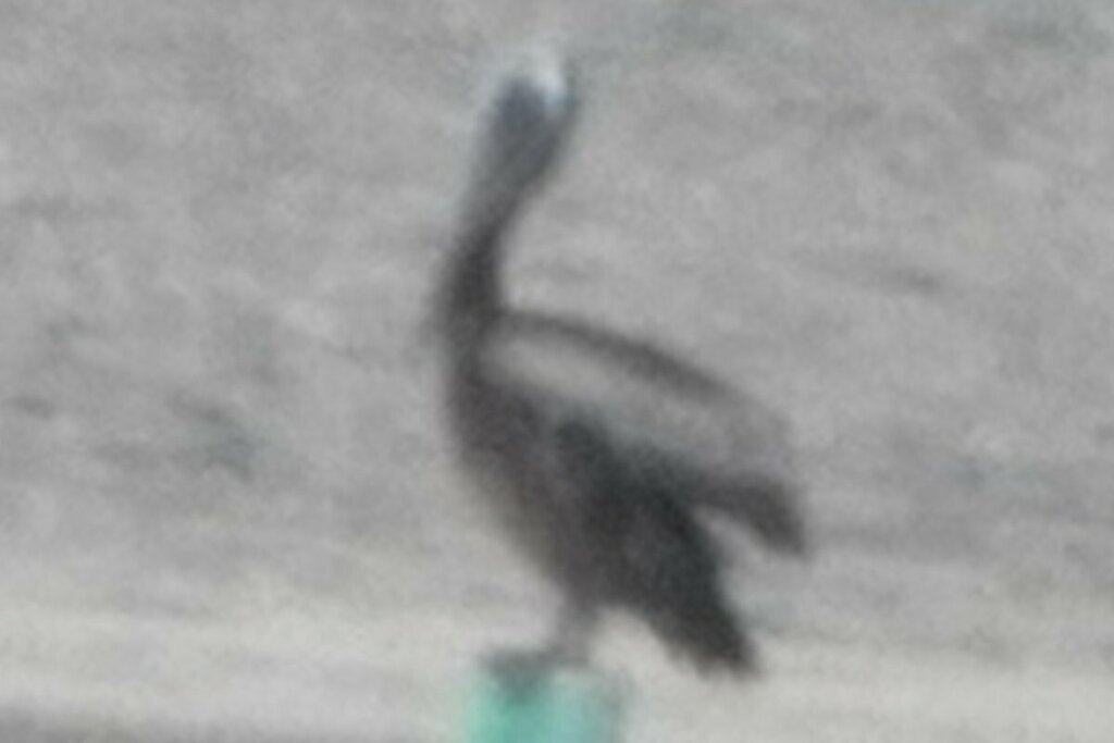 Brown Pelican from East Jeddore, NS, Canada on September 3, 2019 at 10: ...