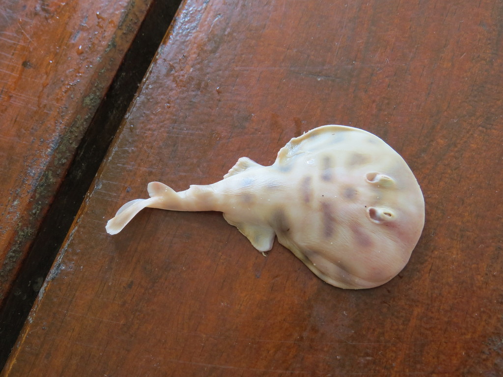 Small Electric Ray from Laguna de las Garzas on February 22, 2016 by ...
