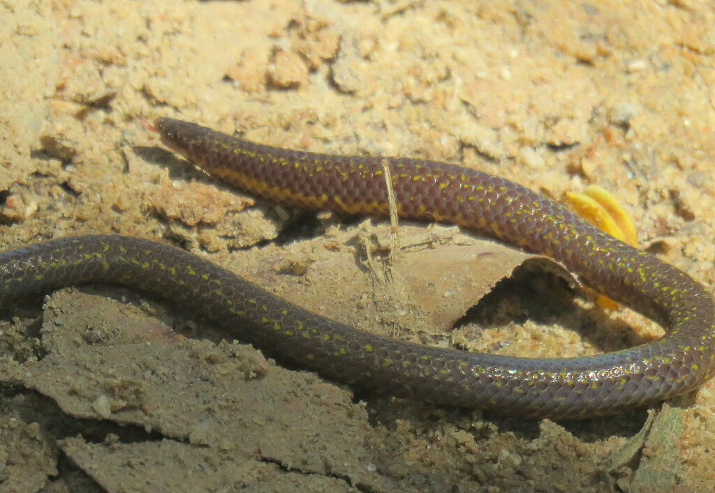 Shield-tailed Snakes from RHRQ+95M, Pillaganahalli, Bengaluru ...