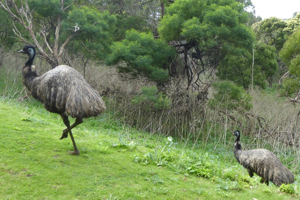 Emu from Tower Hill VIC 3283, Australia on August 26, 2023 at 04:16 PM ...