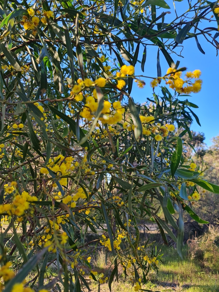 Flinders Range Wattle from Swan, AU-WA, AU on September 9, 2023 at 04: ...