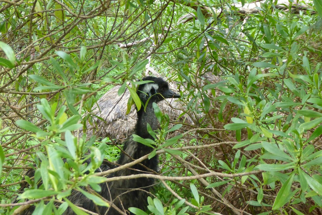 Emu from Tower Hill VIC 3283, Australia on August 26, 2023 at 04:41 PM ...