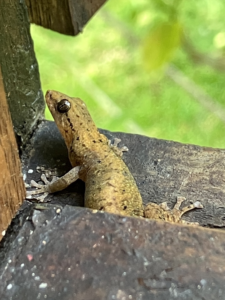 Northern Seychelles Tail-pad Gecko from Praslin, Seychelles, SC on June ...