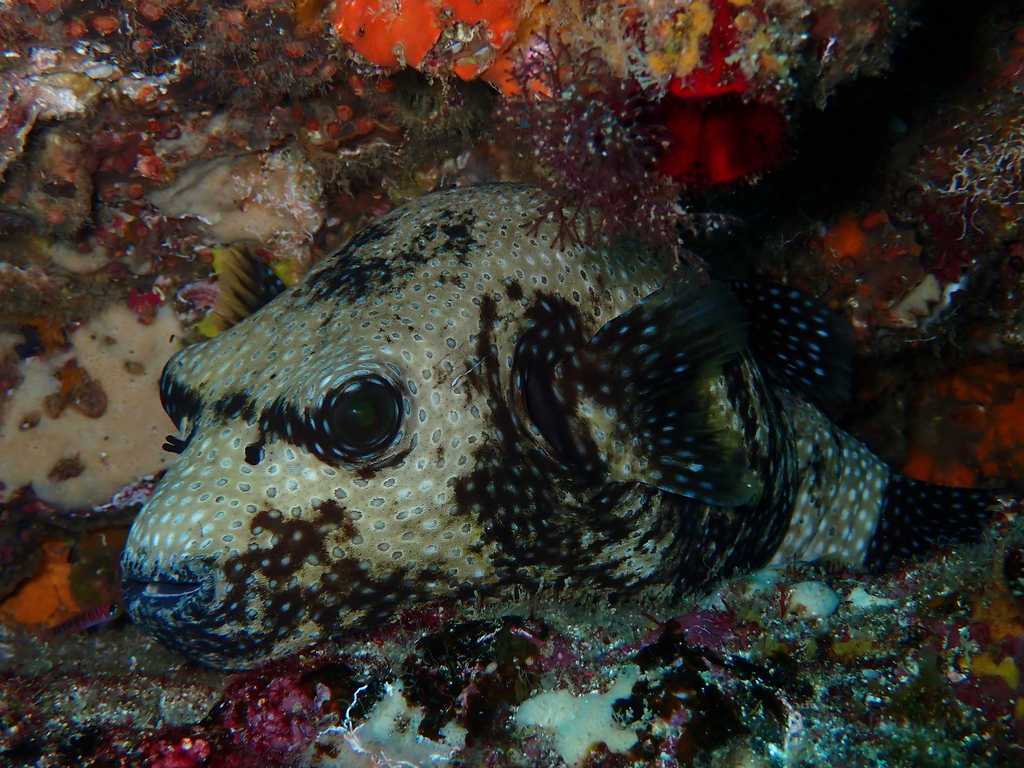 Guineafowl Puffer from Santiago Island, Ecuador on October 17, 2022 at ...
