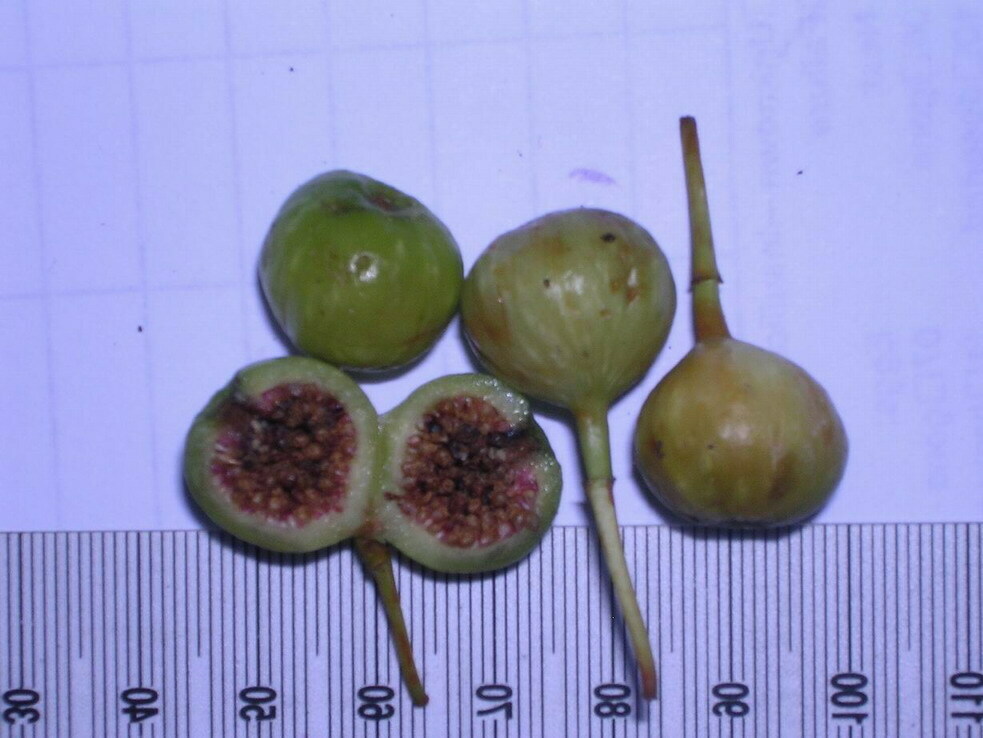 Common yellow-stem fig from Khao Yai National Park-HQ on March 22, 2004 ...