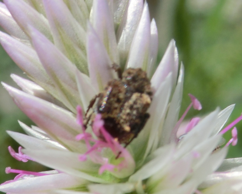 Dasyvalgus formosanus from 台灣彰化縣 on September 9, 2023 at 10:38 AM by ...