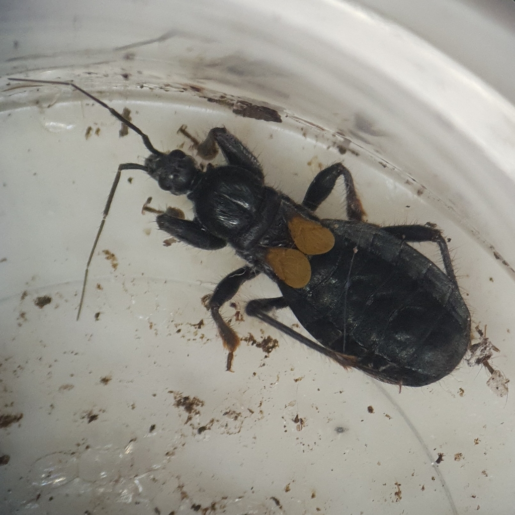 Brachysandalus from Dadswells Bridge VIC 3385, Australia on September 9 ...