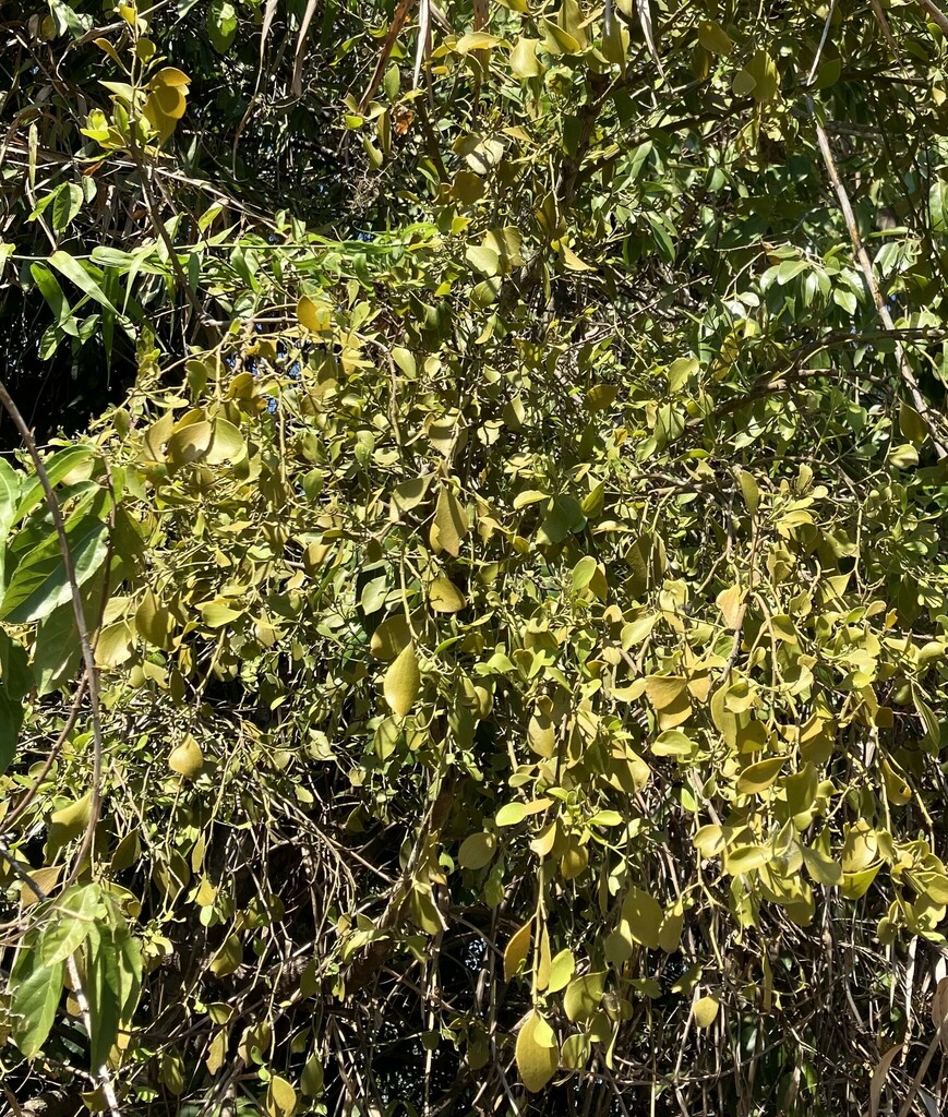 Broad Leaved Native Cherry from East Point NT 0820, Australia on July 5 ...