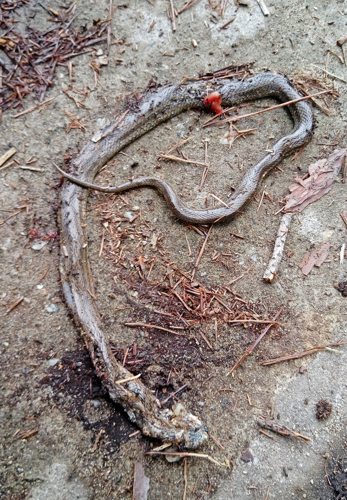 Frog-eating Rat Snake from Ongjin-gun, Incheon, South Korea on May 10 ...