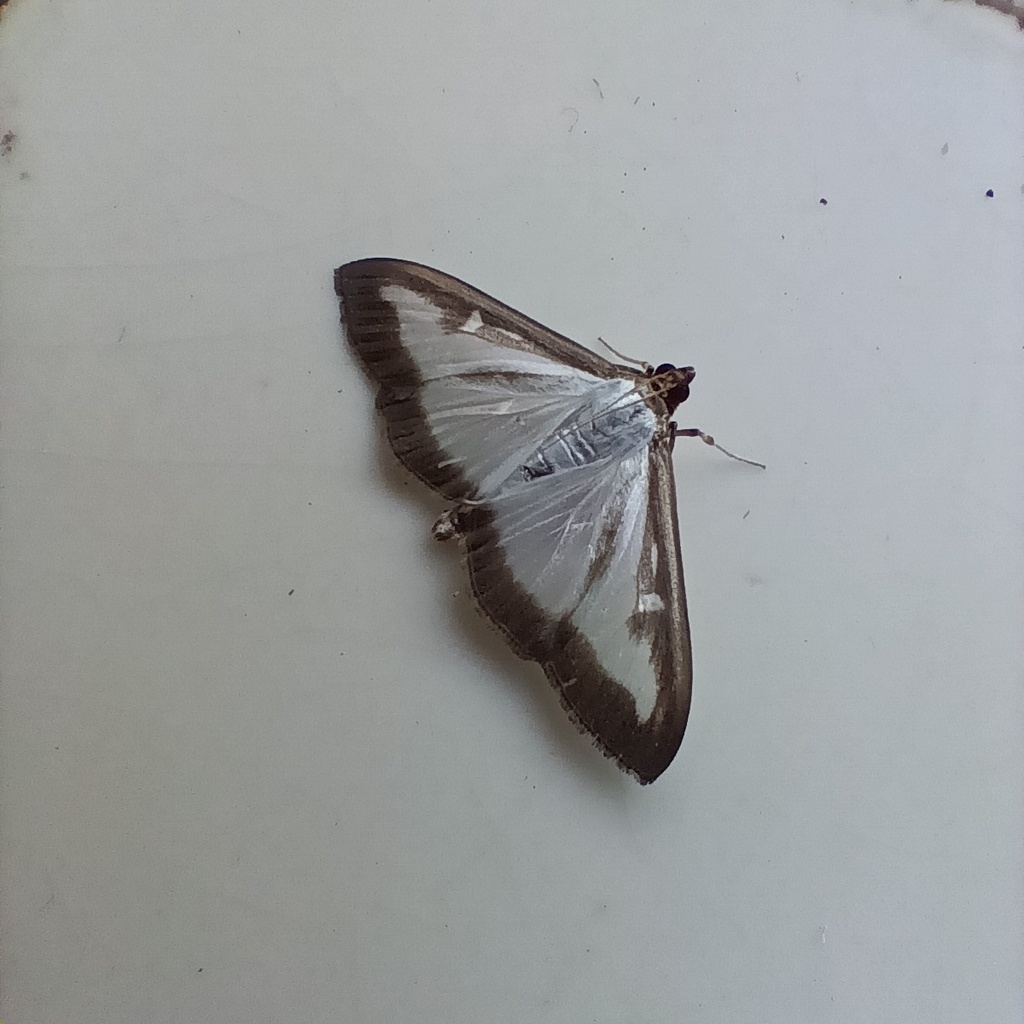 Box Tree Moth from Hampshire, UK on September 9, 2023 at 11:24 AM by ...