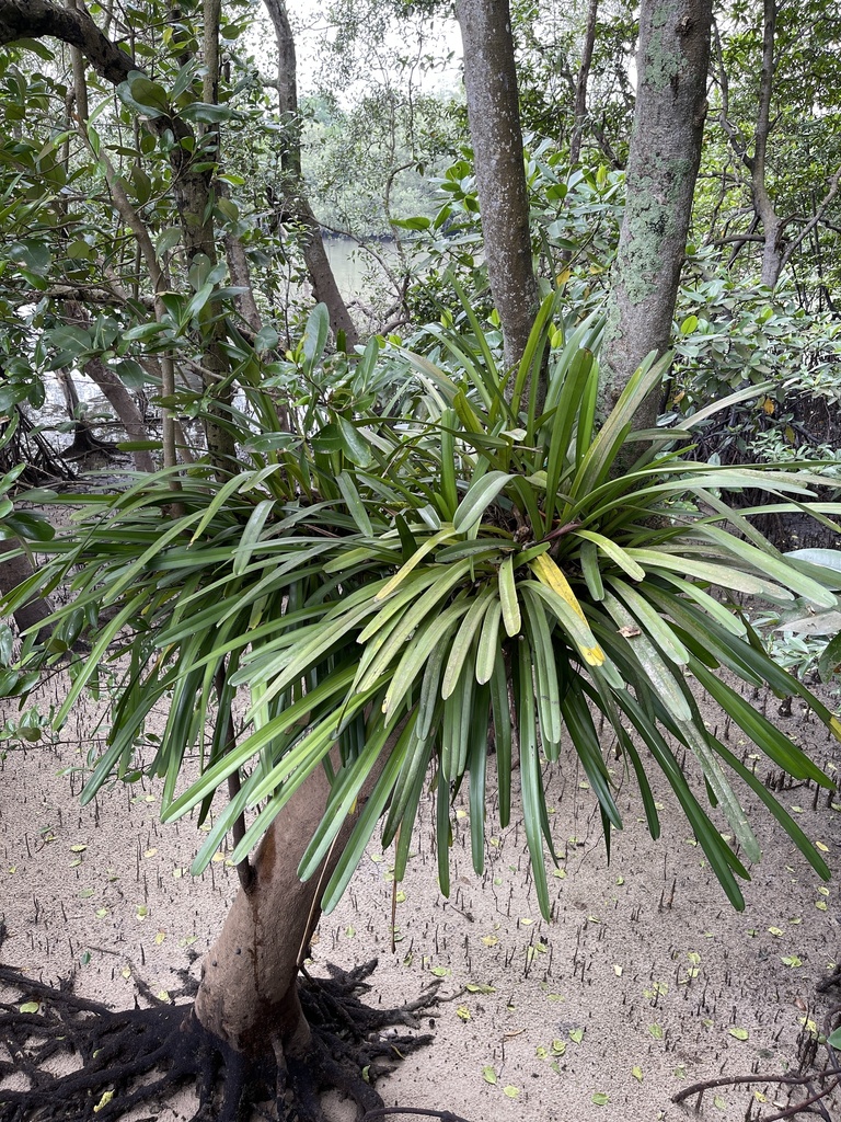 Finlayson's Cymbidium from North, SG on September 9, 2023 at 02:40 PM ...