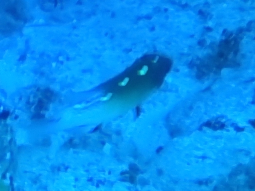 Redfin Hogfish from Palau on September 9, 2023 at 11:06 AM by Adam ...