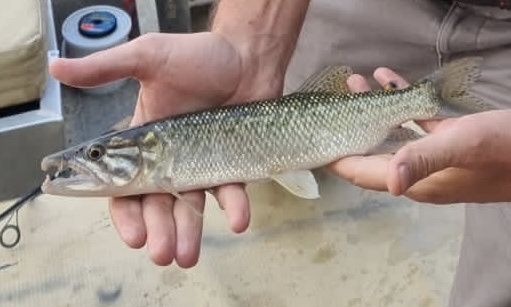 Southern African Pike from Kafue National Park, Central, ZM on ...