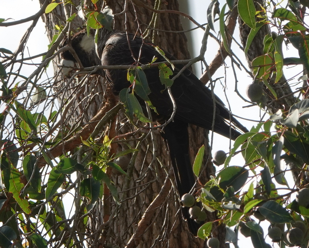 Baudin's Black Cockatoo in September 2023 by Kerry + Darren. Adult ...