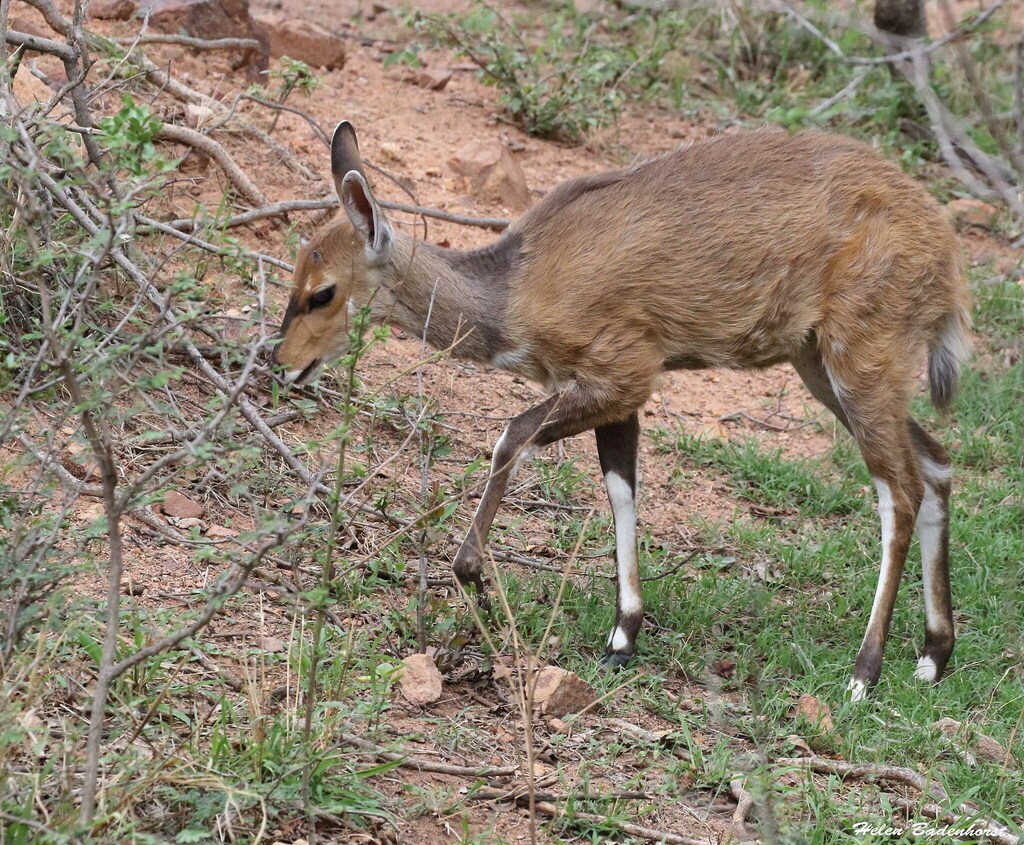 Cape Bushbuck from Waterberg District Municipality, South Africa on ...