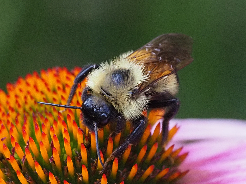 Lemon Cuckoo Bumble Bee from Prospect Park (incl. Brooklyn Botanic ...