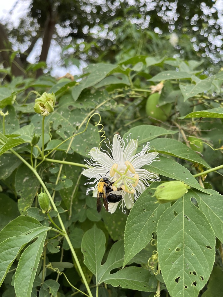 Eastern Carpenter Bee from JC Raulston Arboretum, Raleigh, NC, US on ...