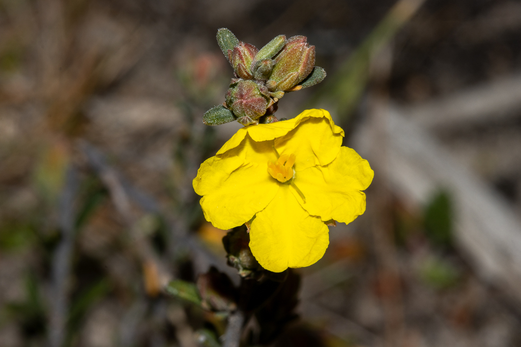Hibbertia setifera from Ngarkat SA 5302, Australia on September 9, 2023 ...