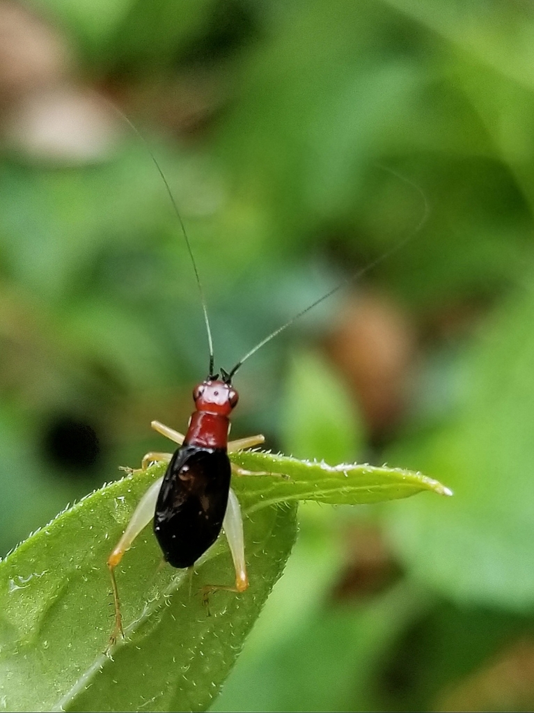 Red-headed Bush Cricket from Lake Walker, Baltimore, MD 21212, USA on ...