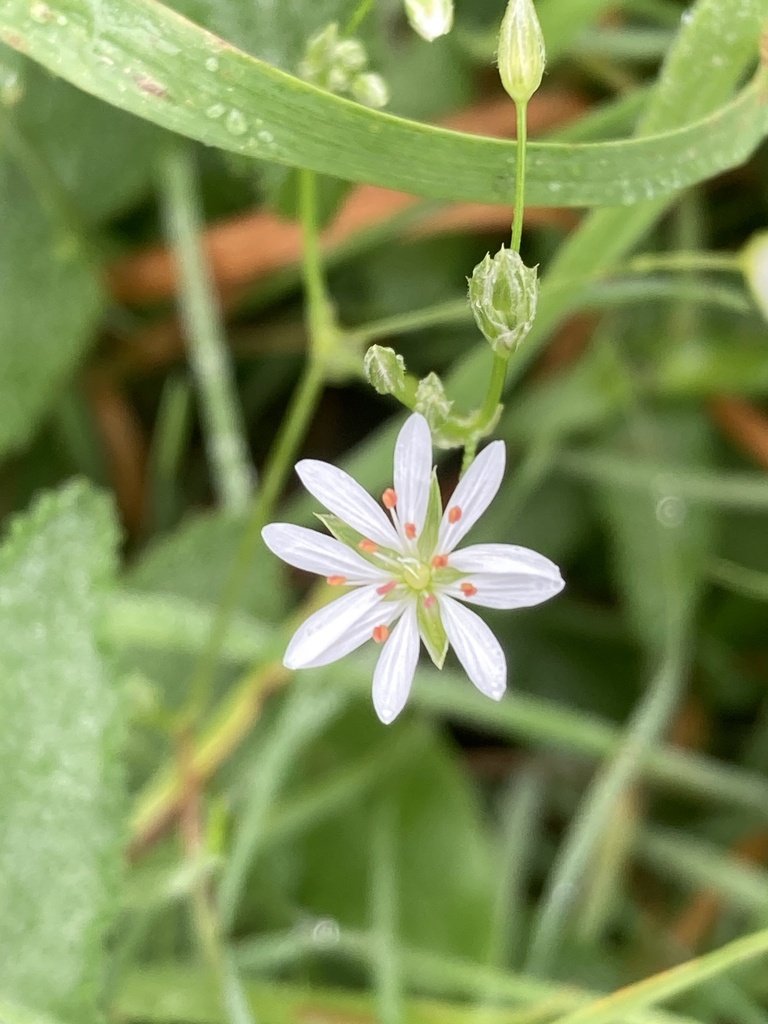 lesser stitchwort from Mid and Upper Nithsdale Ward, Dumfries, Scotland ...