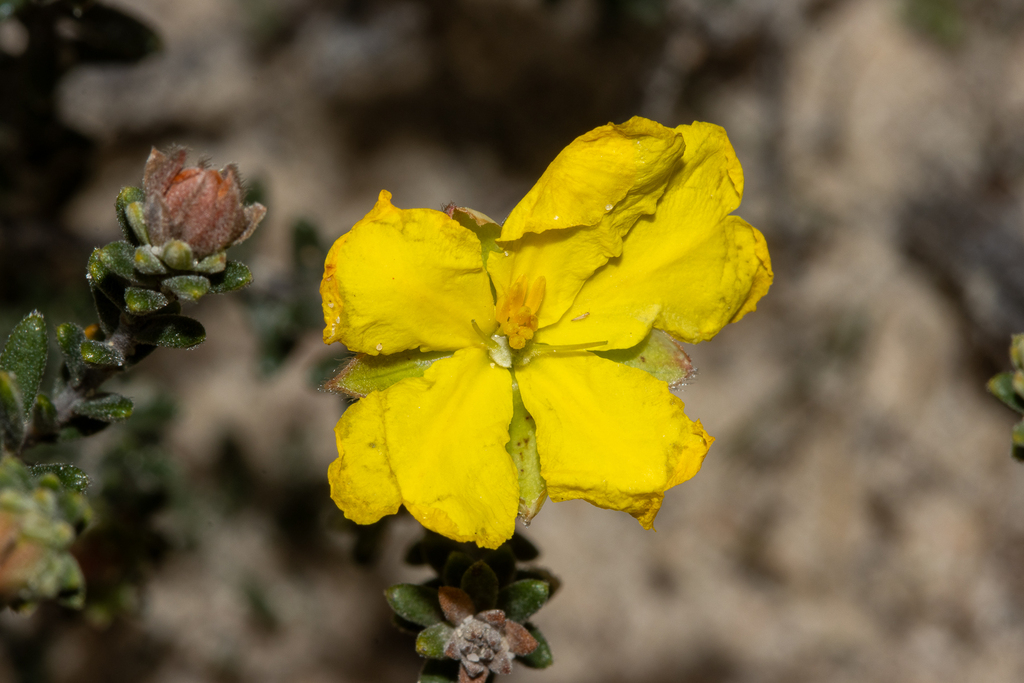 Hibbertia setifera from Ngarkat SA 5302, Australia on September 09 ...