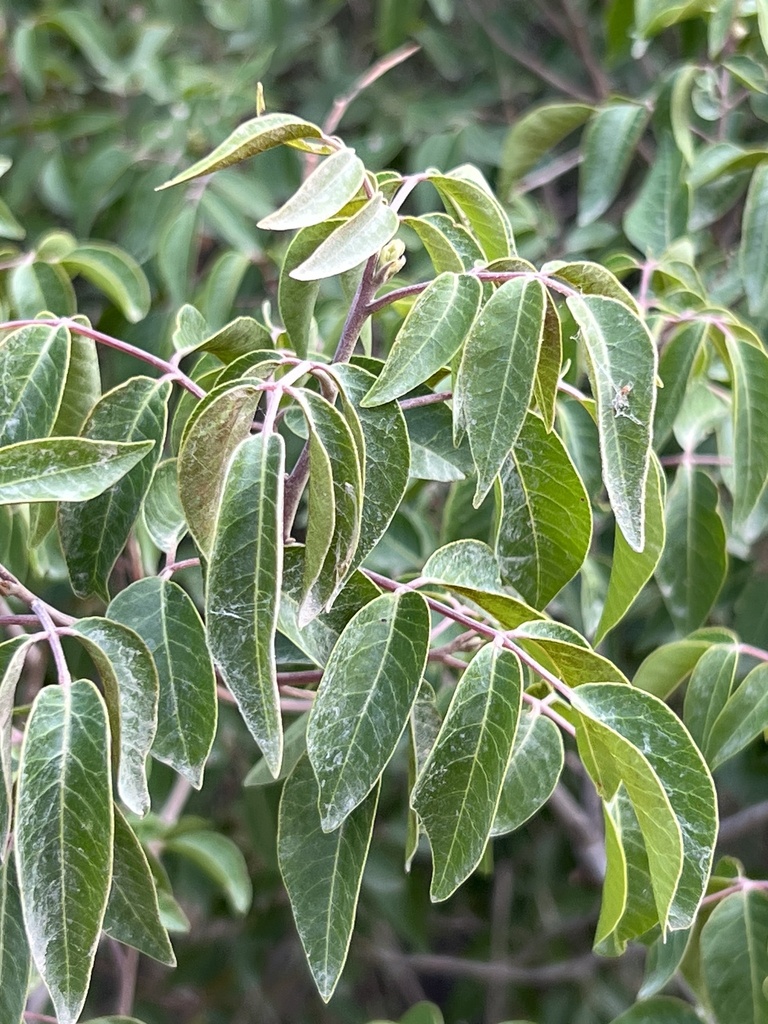 evergreen sumac from Coronado National Forest, Hereford, AZ, US on ...
