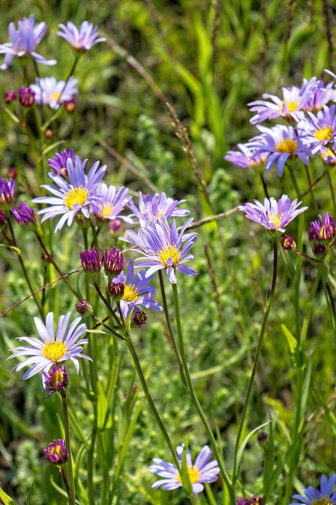 Afroaster serrulatus from Ugu District Municipality, South Africa on ...