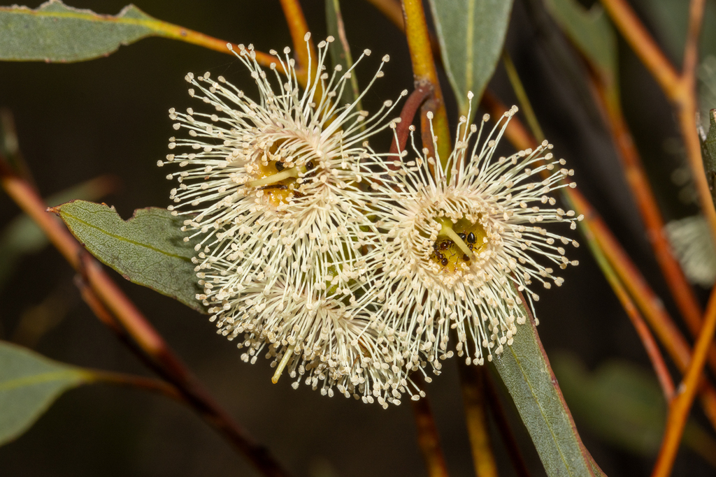 Ridge-fruited mallee from Karte SA 5304, Australia on September 9, 2023 ...