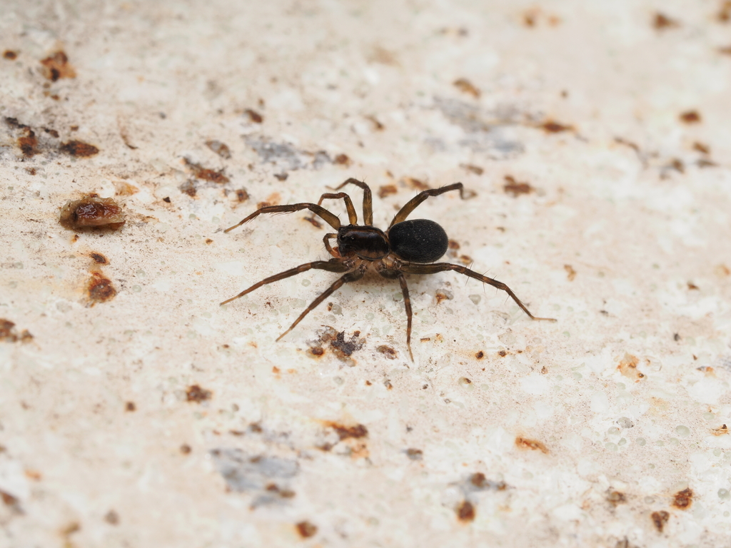 Small Striped Wolf Spiders from 台灣台中市 on September 9, 2023 at 08:18 AM ...