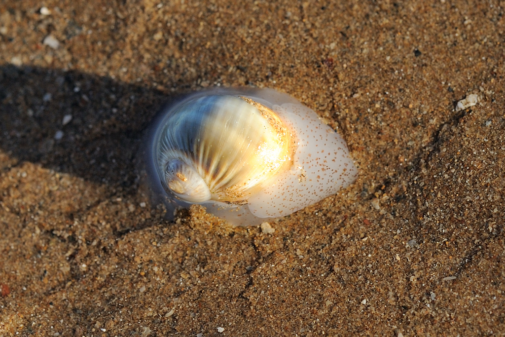 Spotted Sand Shell from Port Hedland on September 1, 2023 at 07:18 AM ...