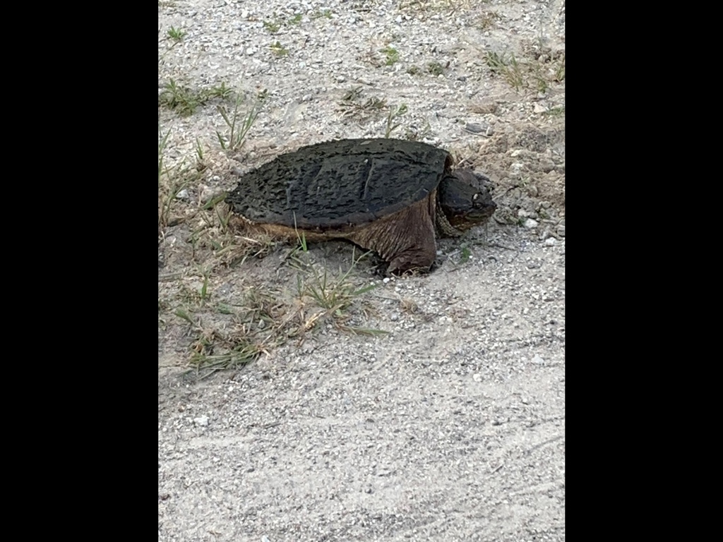 Common Snapping Turtle from Cranberry Golf Course, Collingwood, ON, CA ...