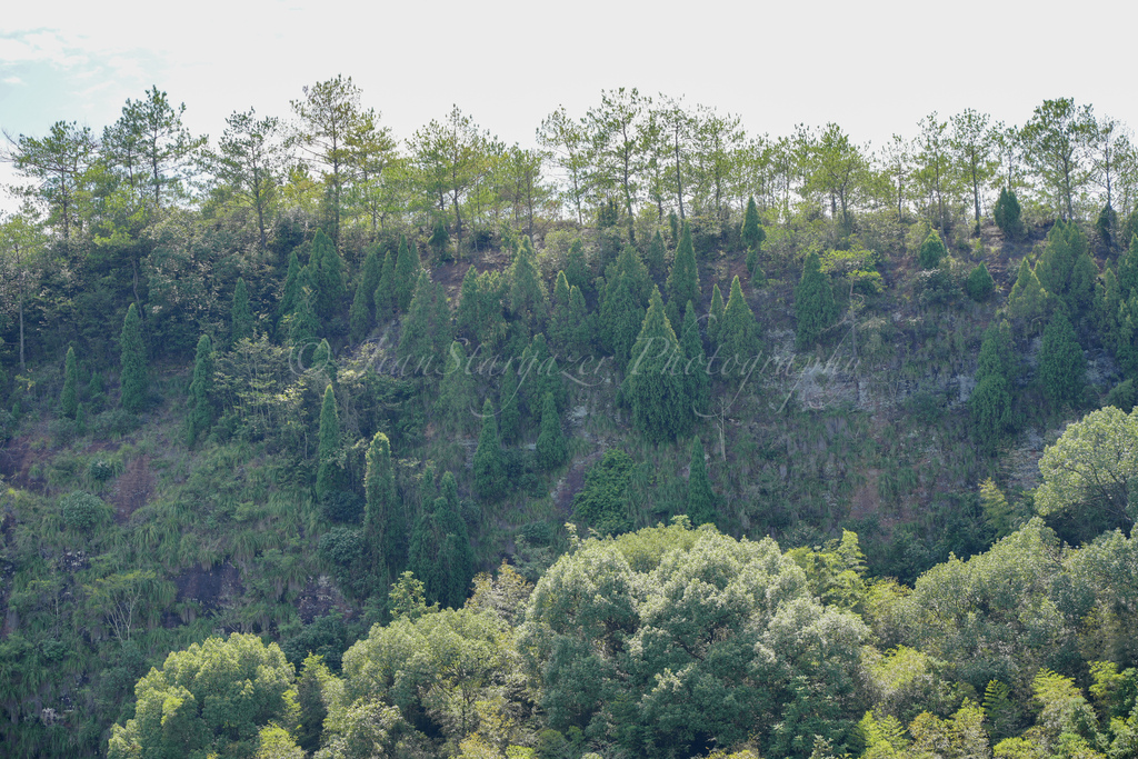 Chinese weeping cypress from 汉仙岩风景名胜区, 赣州市, 江西省, CN on September 9 ...