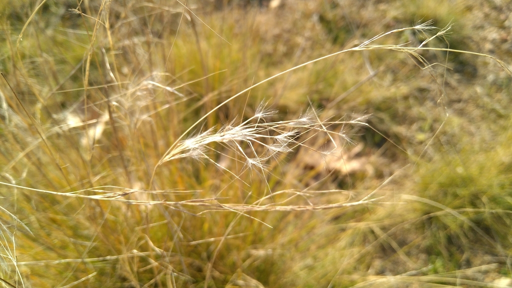 Jarava plumosa (Flora cuarta región) · iNaturalist