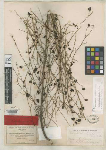 Pringle's Bird's-Beak (Cordylanthus pringlei) · iNaturalist