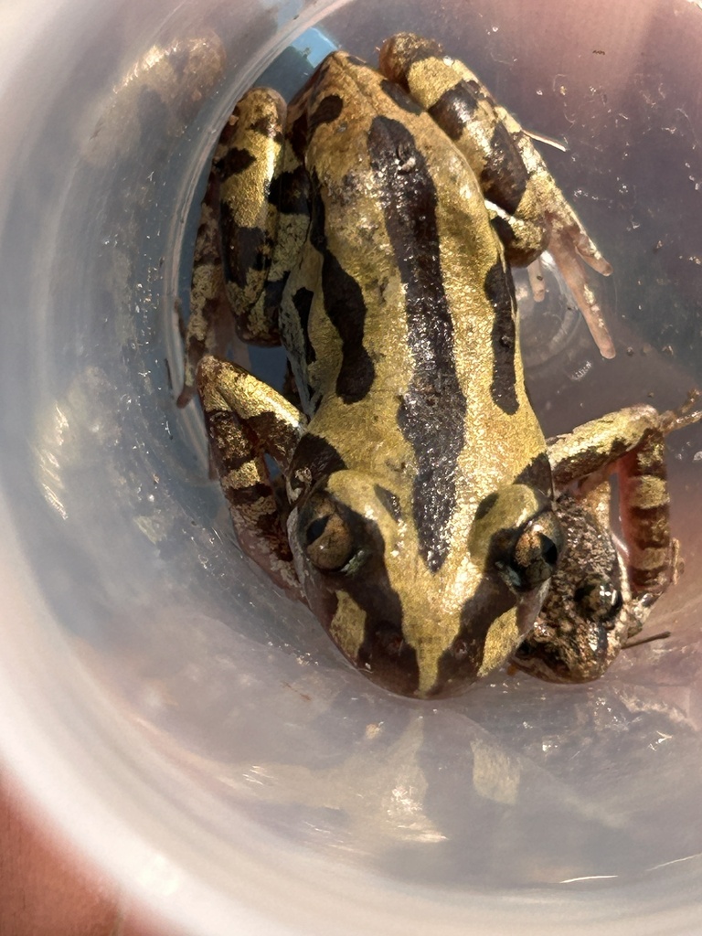 Senegal Running Frog from Mogale, GP, ZA on September 9, 2023 at 01:15 ...