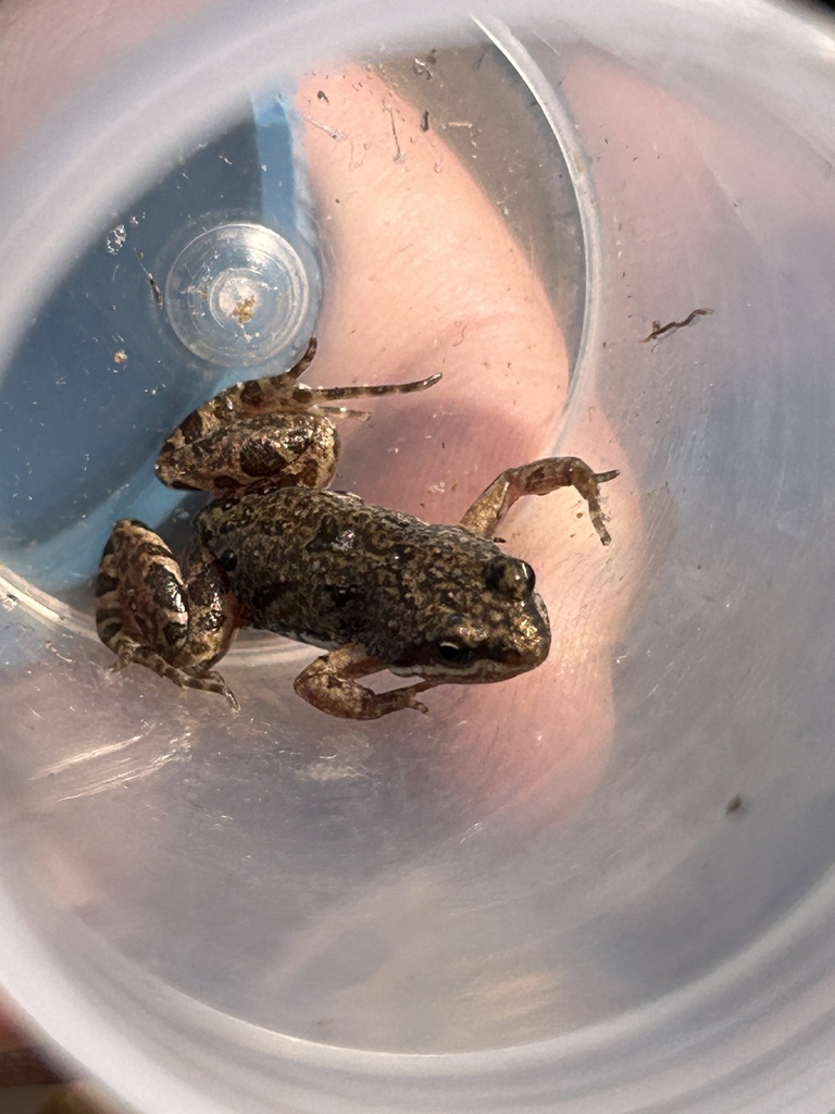 Boettger's dainty frog from Mogale, GP, ZA on September 9, 2023 at 01: ...