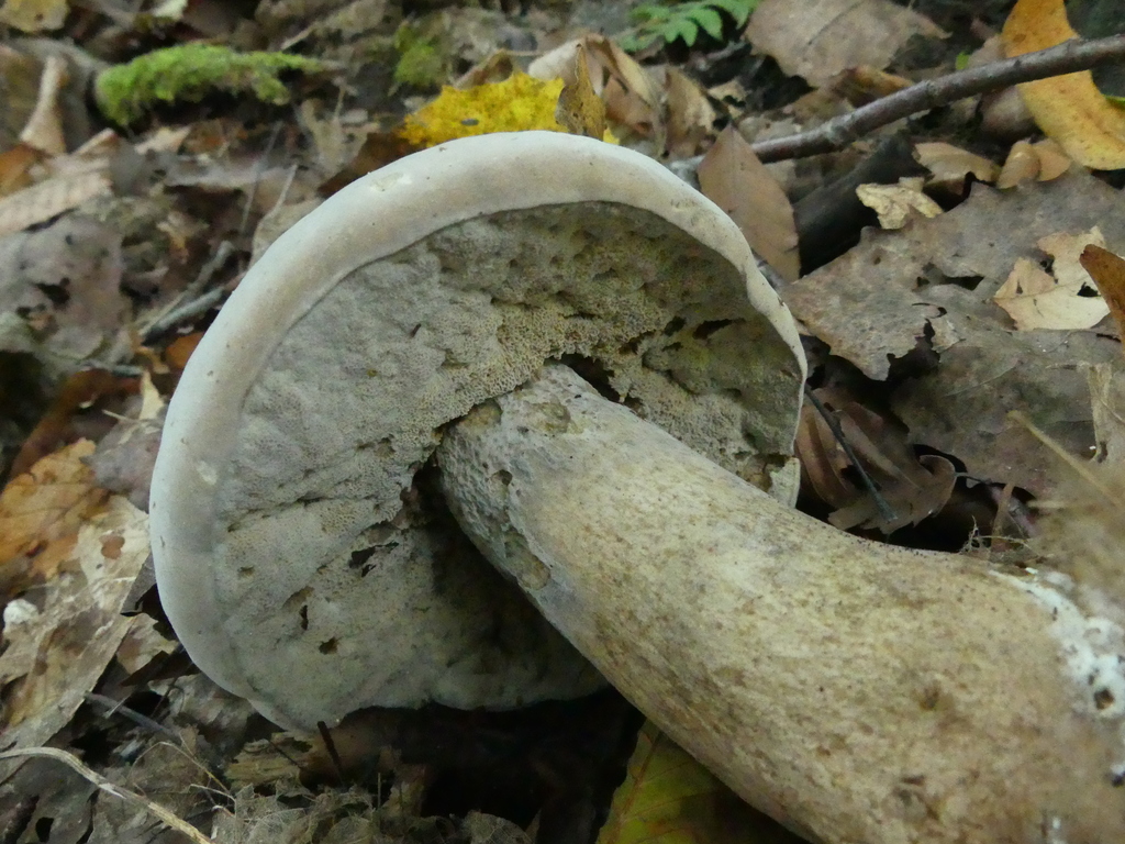 Ghost Bolete from Greenbelt, Ottawa, ON, Canada on September 4, 2023 at ...