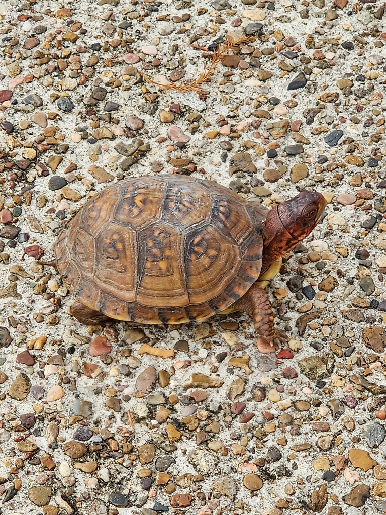 Three-toed Box Turtle in September 2023 by Robbie Lowe · iNaturalist