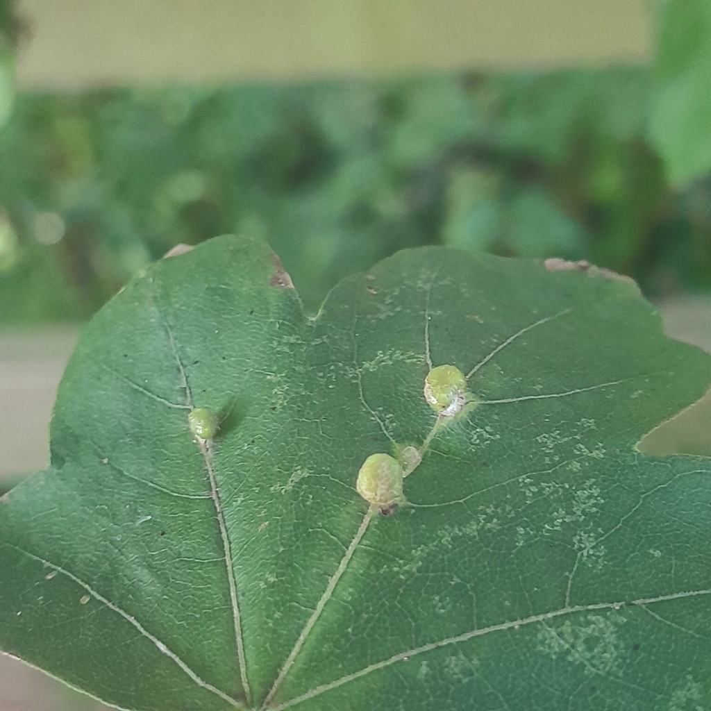 solitary maple leaf gall mite from Outerwyke Road, Bognor Regis PO22 ...