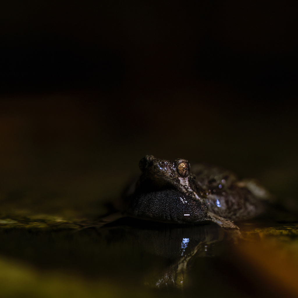 Túngara Frog from Trinidad, Trinidad and Tobago, TT on August 10, 2023 ...