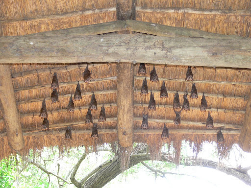 Peters's Epauletted Fruit Bat (Epomophorus crypturus) - Know Your Mammals