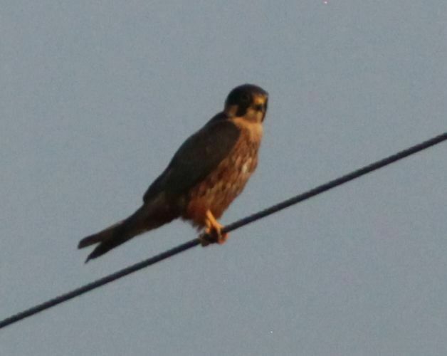 African Hobby from Karongi, Rwanda on July 30, 2023 at 05:01 PM by Nico ...