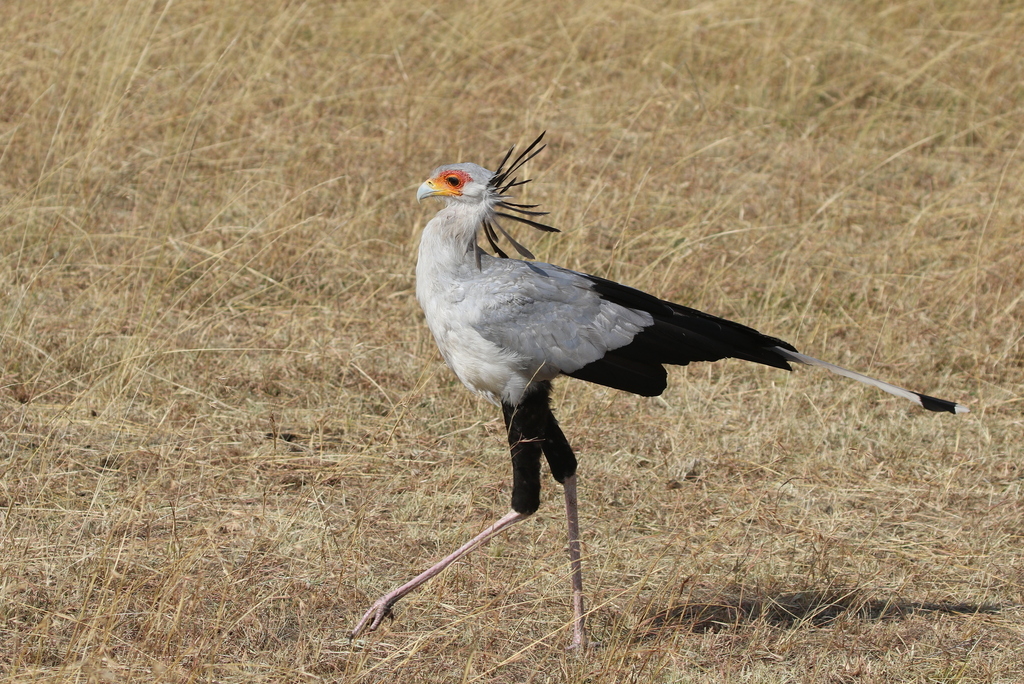 Secretarybird in July 2023 by Henggang Cui · iNaturalist