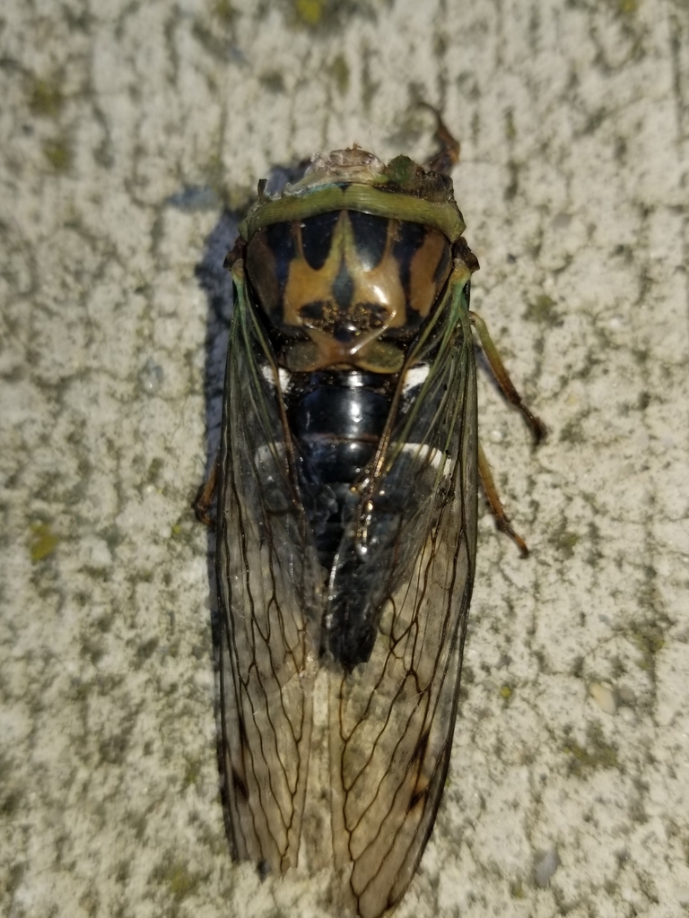 Coastal Scissors Grinder Cicada from Ocean View, DE, USA on September 9 ...