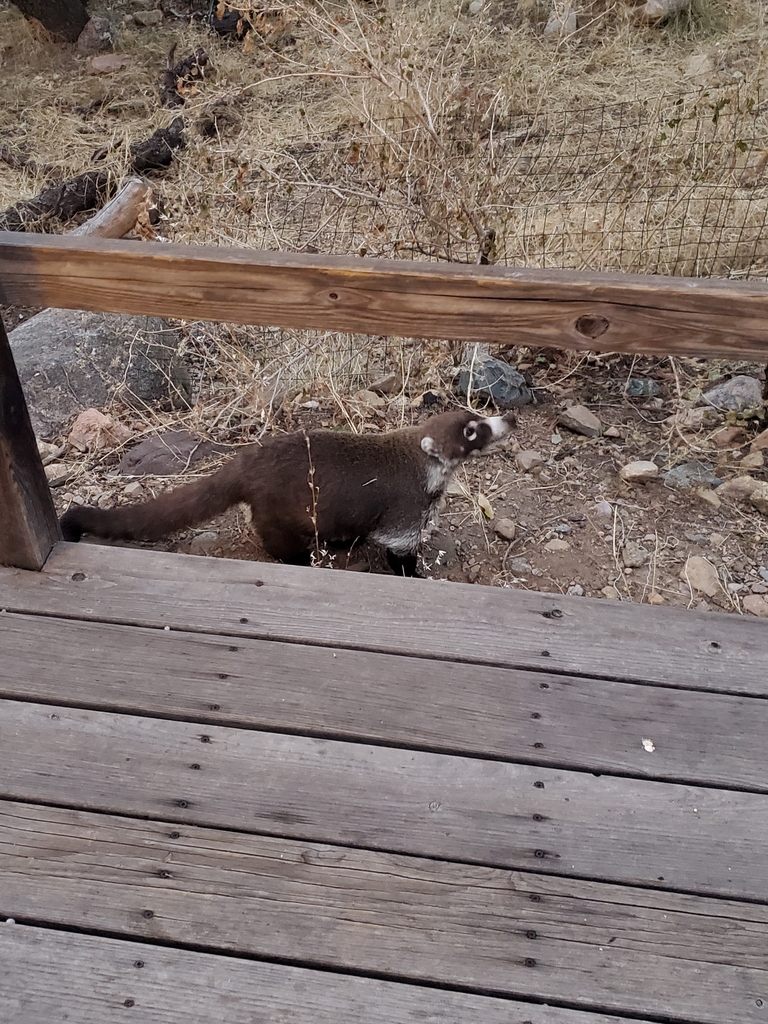 White-nosed Coati from Madera Canyon Lodge on February 11, 2022 at 06: ...