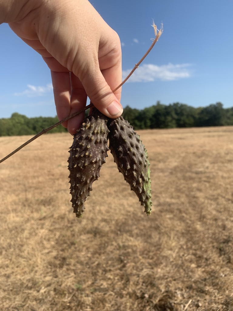 Star Milkvine from W Danieldale Rd, Duncanville, TX, US on September 9 ...