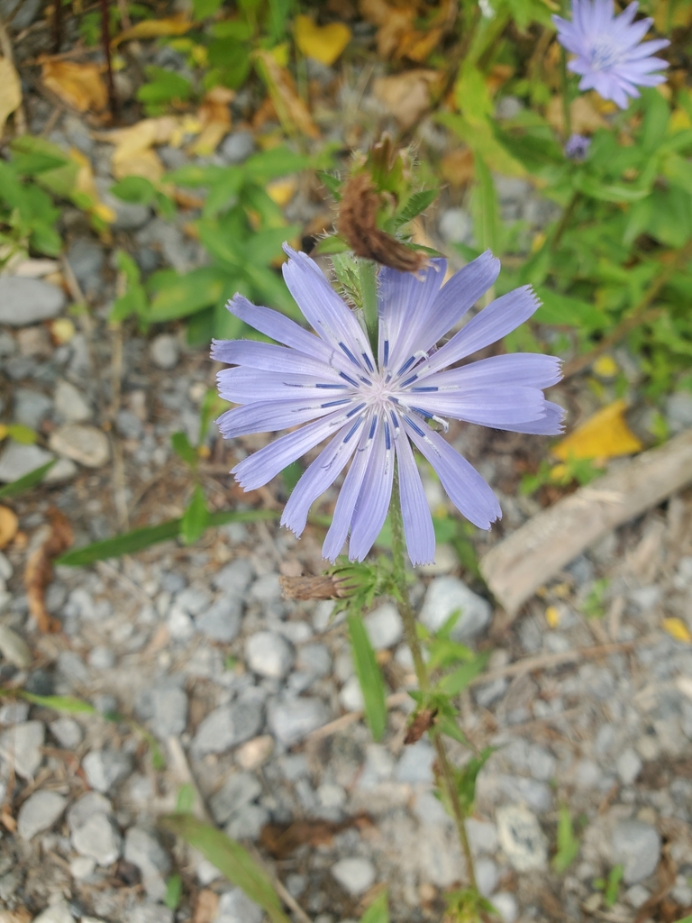 chicory from Toronto, ON M1B 5W8, Canada on September 9, 2023 at 11:13 ...