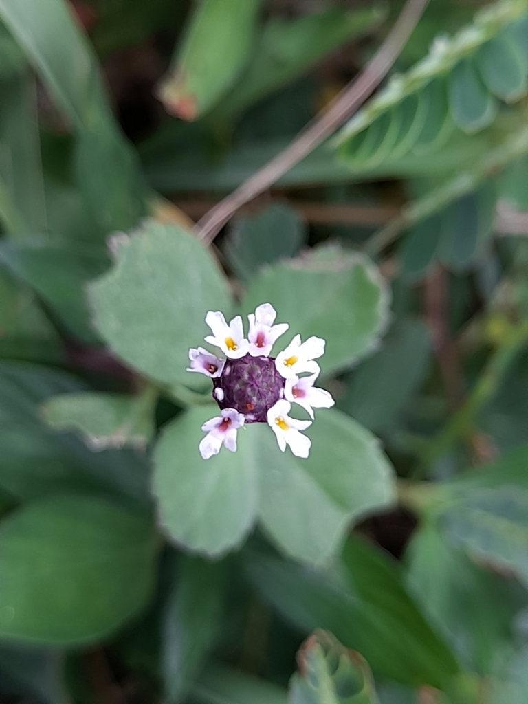 turkey tangle frogfruit from Davie, FL 33326, USA on September 9, 2023 ...