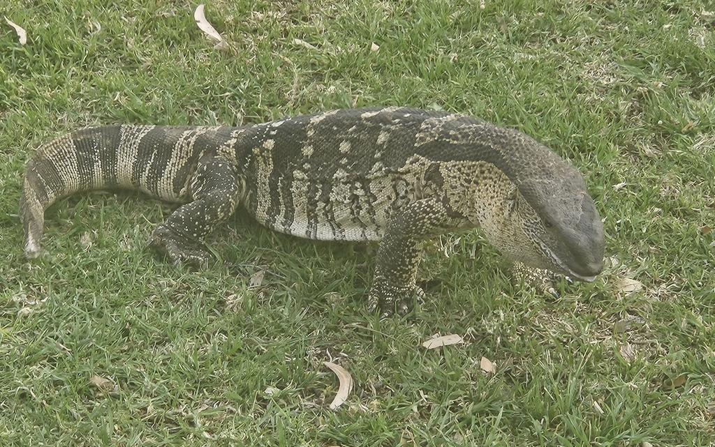 White-throated monitor from Camdeboo Local Municipality, South Africa ...