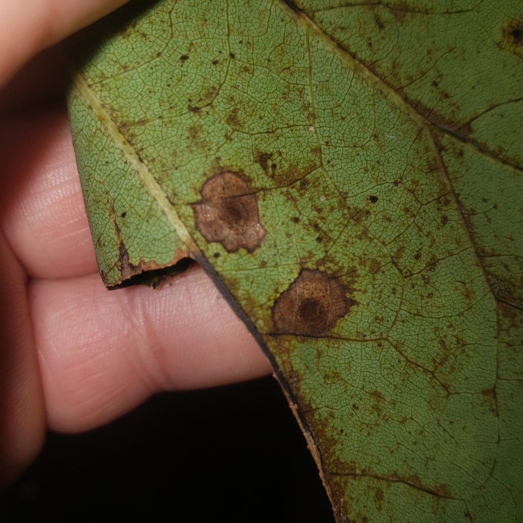 tulip tree leaf spot gall midge from Erie, PA 16505, USA on September 9 ...